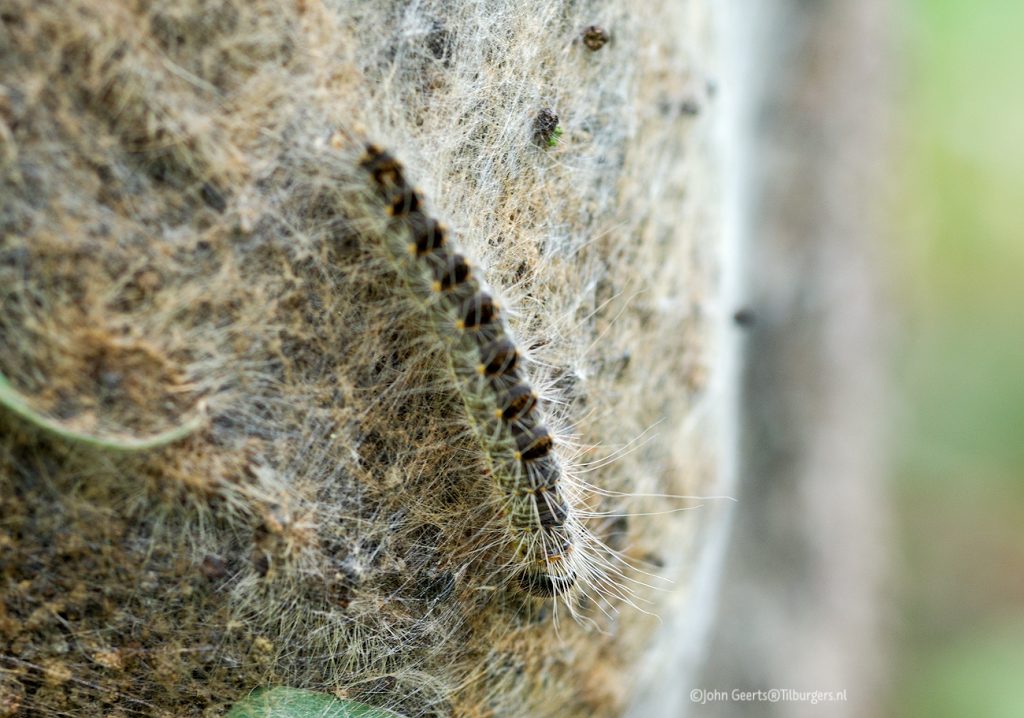 Aanpak Processierups in 2020 • Tilburgers.nl • Natuur, Milieu & Dieren